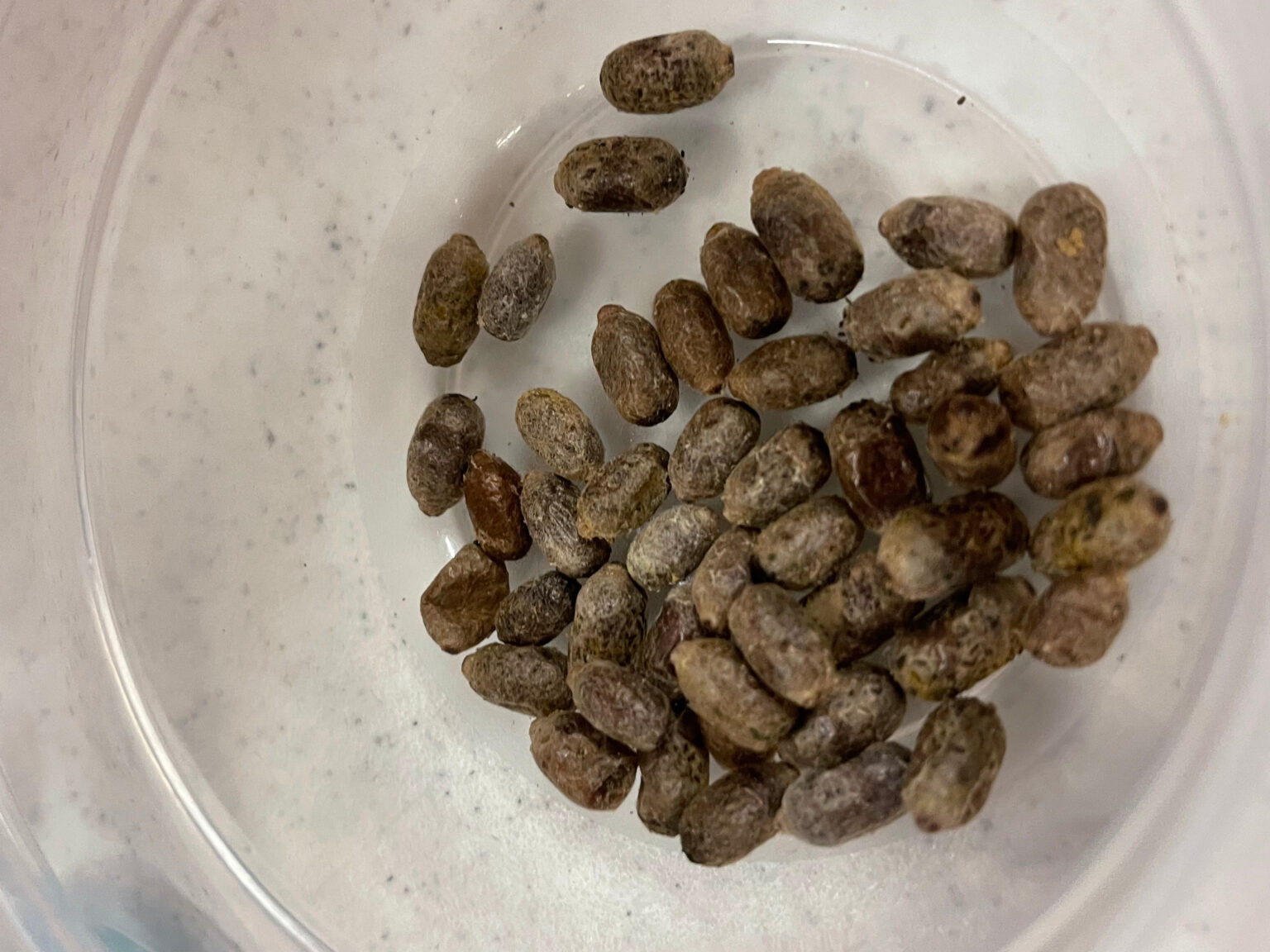 Getting to know your Mason Bees – Harstine Island Community Club